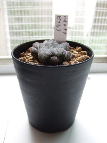 ハオルチア・ピリフェラ - 植物と暮らす m-plant ハオルチア・ピリフェラ - 植物と暮らす m-plant